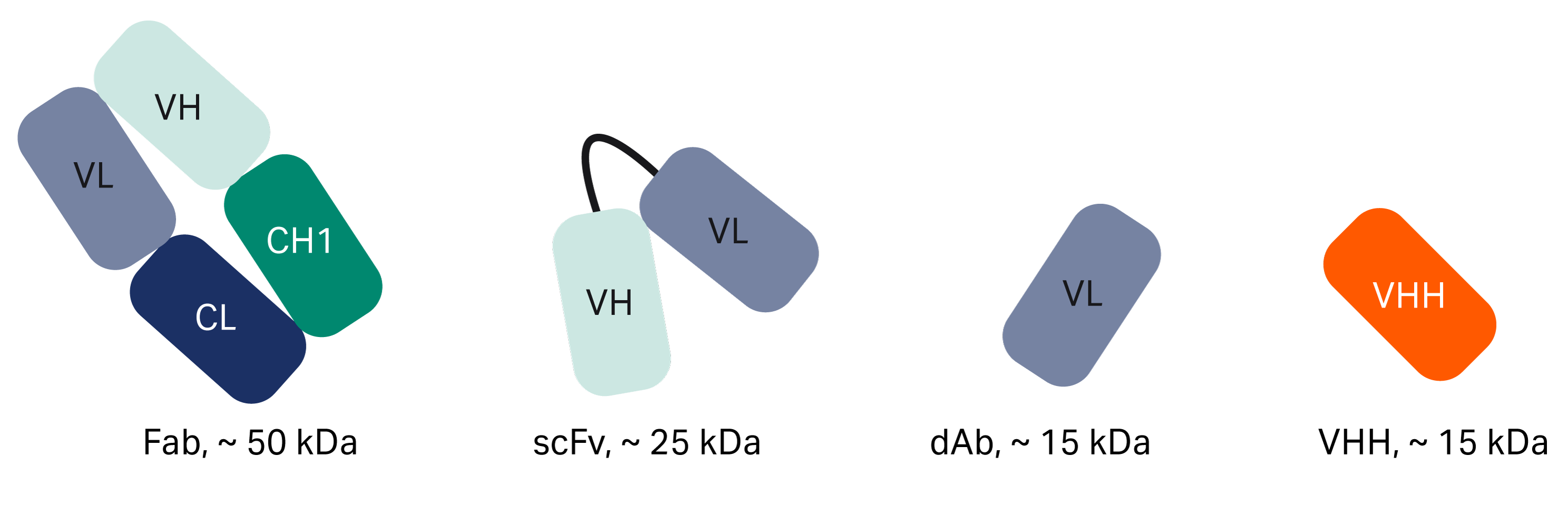 Purification of Fab, scFv, and dAb antibody fragments | Cytiva