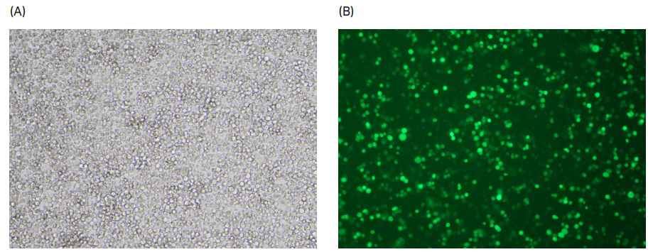 Process development for Lentiviral vector production | Cytiva