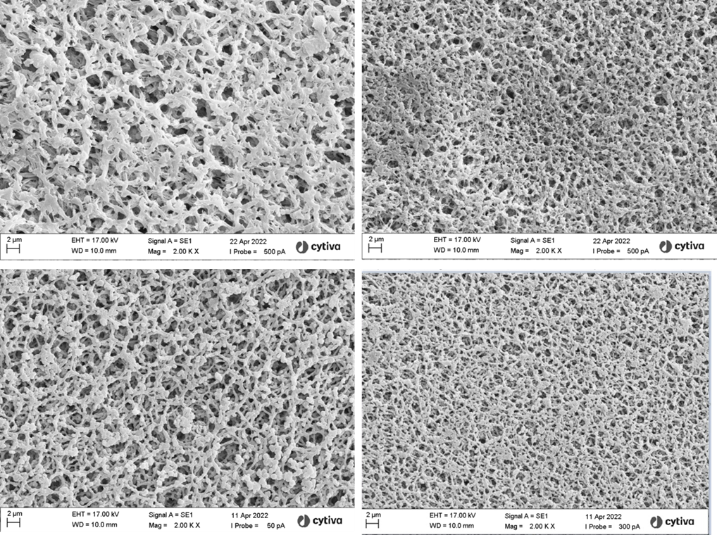 Western blot membranes: PVDF vs Nitrocellulose | Cytiva