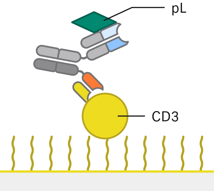 Development of SPR assays for screening and selection of cell clones ...