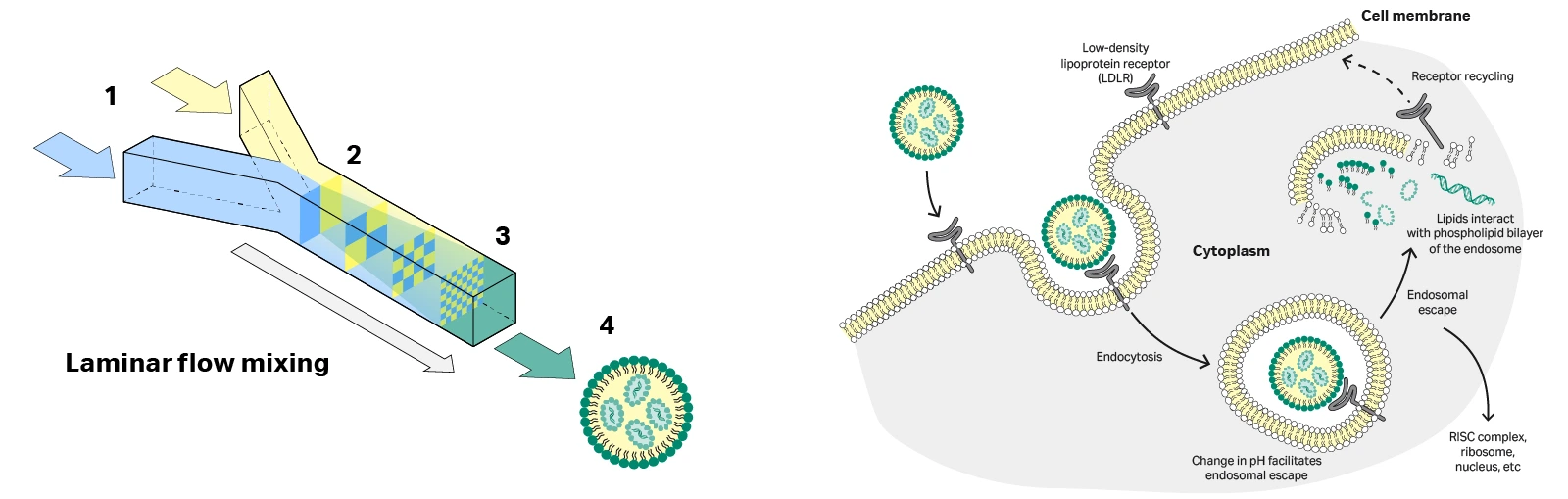 Manufacturing nanoparticle formulations – drug carriers | Cytiva
