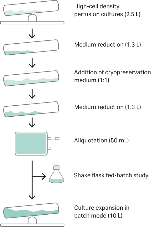 Intensifying your fed-batch process using cryobags | Cytiva