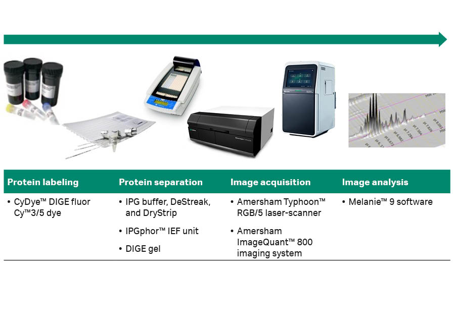 A new approach to charge variant analysis | Cytiva