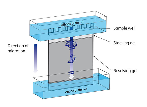 Principle of protein electrotransfer | Cytiva