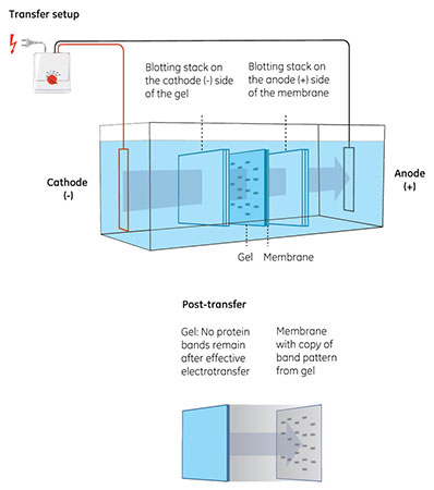 Principle of protein electrotransfer | Cytiva