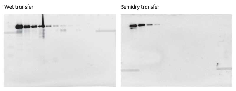 Comparison of transfer methods in Western blotting | Cytiva
