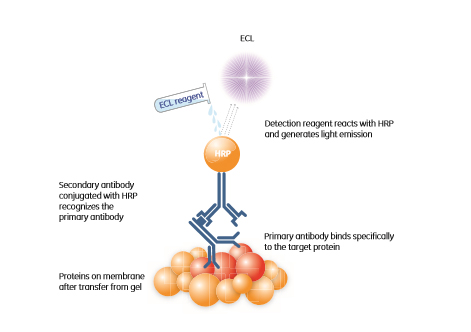 Choosing a molecular imaging solution – Part 2 | Cytiva
