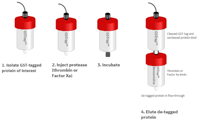 Bind, cut, elute — easy affinity tag and protease removal | Cytiva