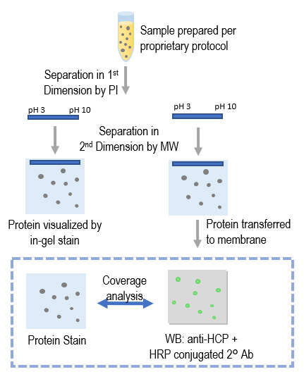 How well are your HCP ELISAs covered? | Cytiva