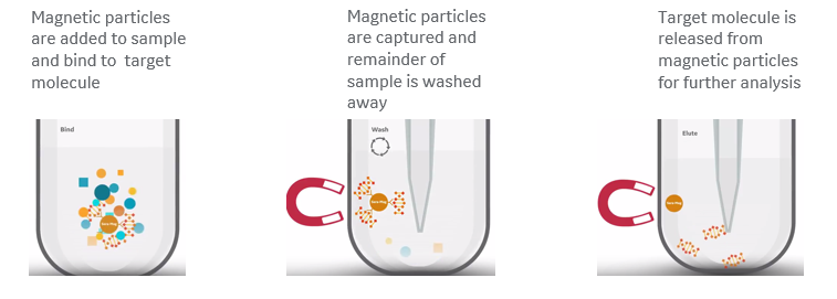 Magbeads 101: A guide to choosing and using magnetic beads | Cytiva