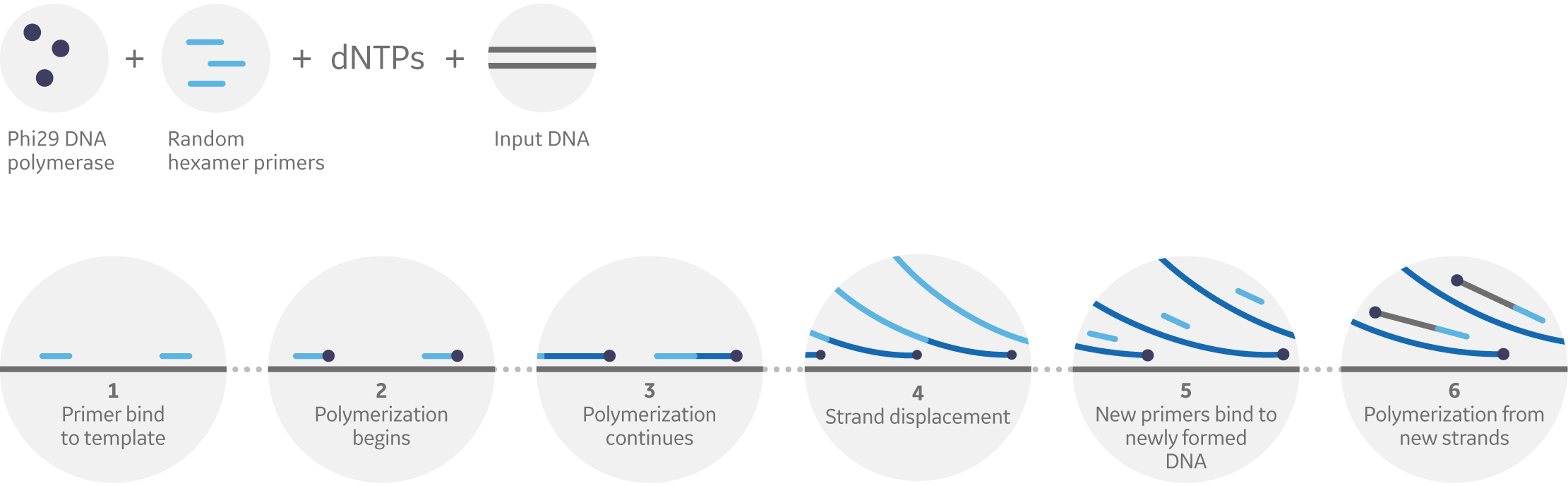 The future of DNA amplification | Cytiva