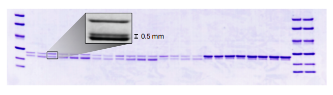 CCD imaging for Western blotting | Cytiva