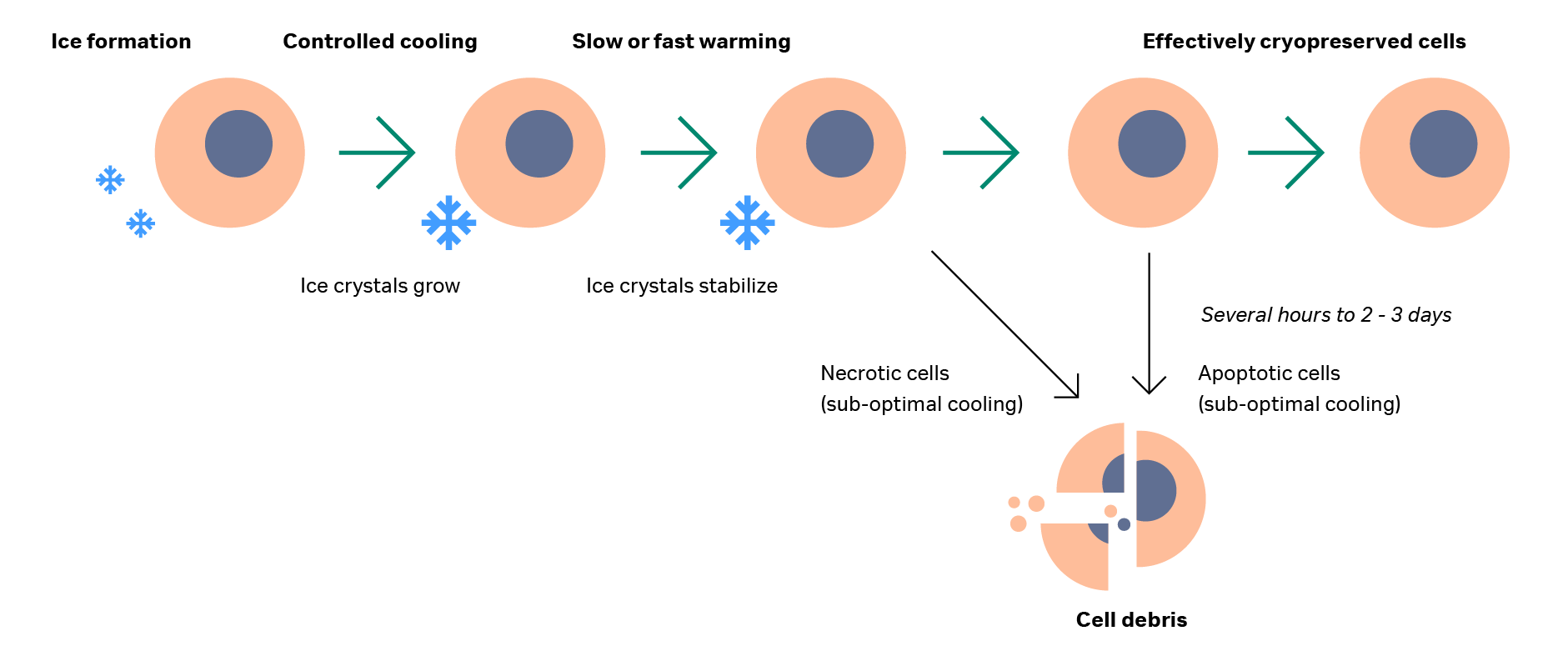 A Guide To Cell Thawing Cytiva