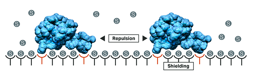 The colloidal particle adsorption (CPA) model