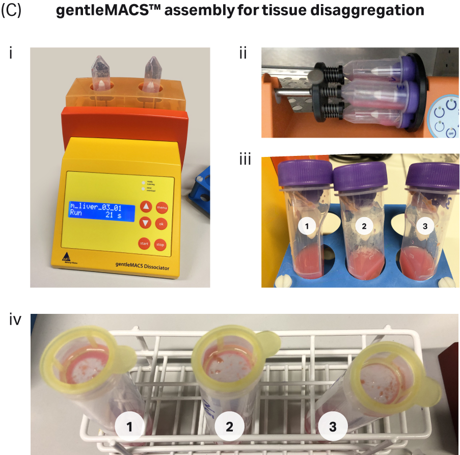 Comparison of VIA Extractor and gentleMACS in tissue dissociation