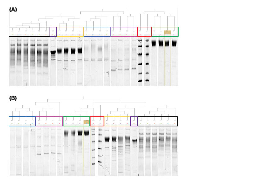 Optimization of purification process with similarity score analysis ...