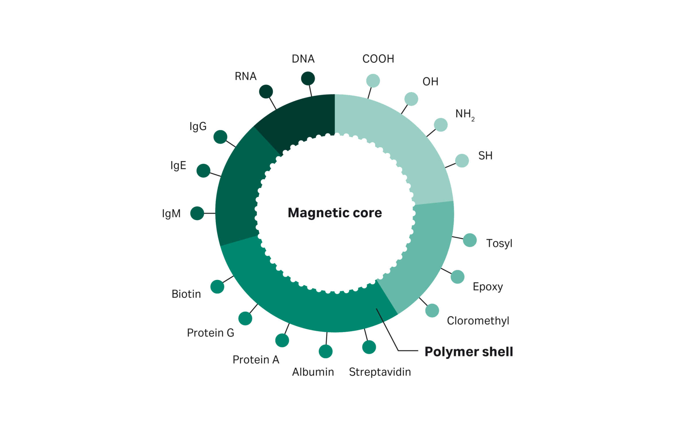 Conjugated magnetic beads applications