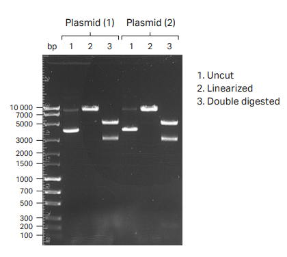 Process development for Lentiviral vector production | Cytiva