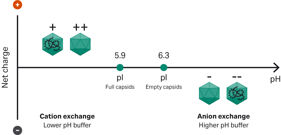 Enhanced AAV downstream processing | Cytiva