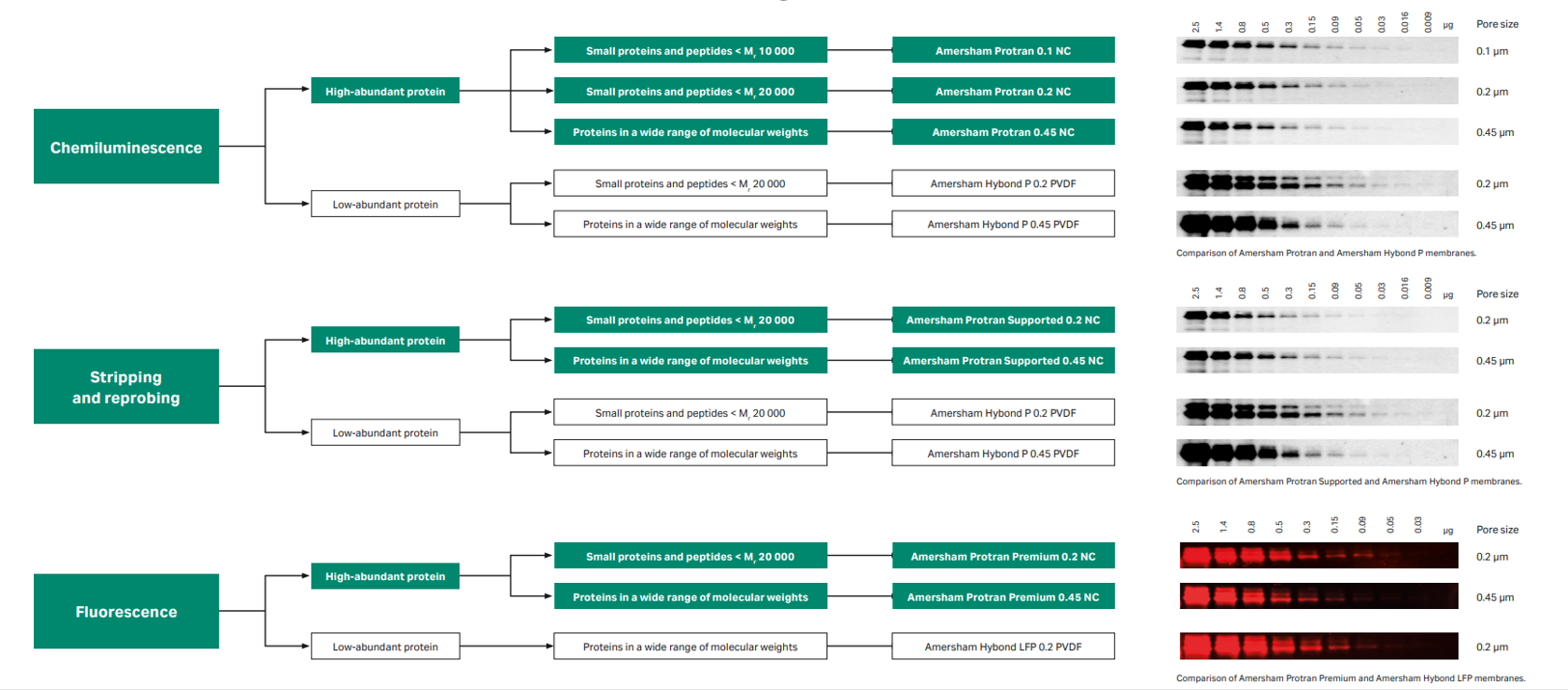 Western blot membranes: PVDF vs Nitrocellulose | Cytiva