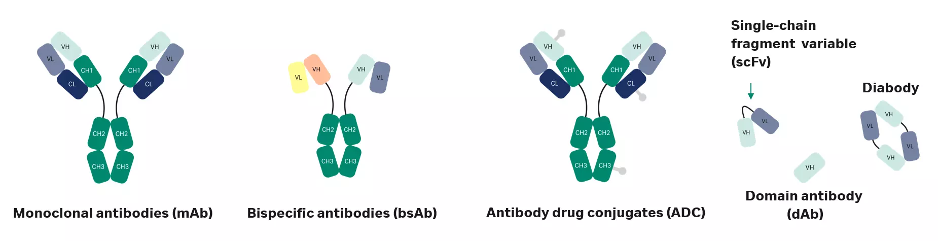 Exploring the world of antibodies: mAbs, Fabs, dAbs, and bsAbs | Cytiva