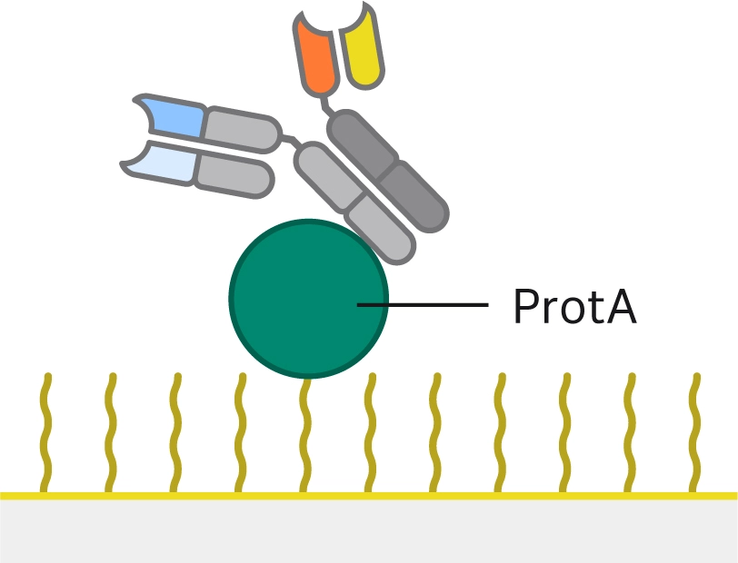 Development of SPR assays for screening and selection of cell clones ...